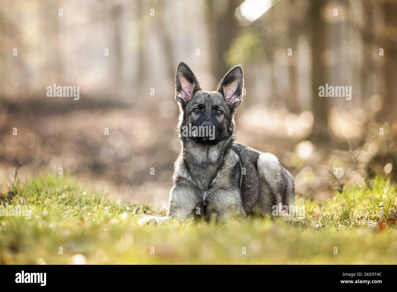 female German Shepherd Stock Photo - Alamy