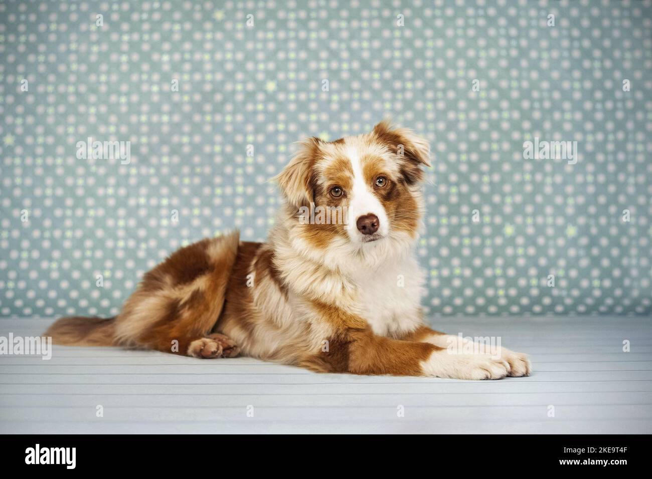 red-merle Miniature Australian Shepherd Stock Photo - Alamy