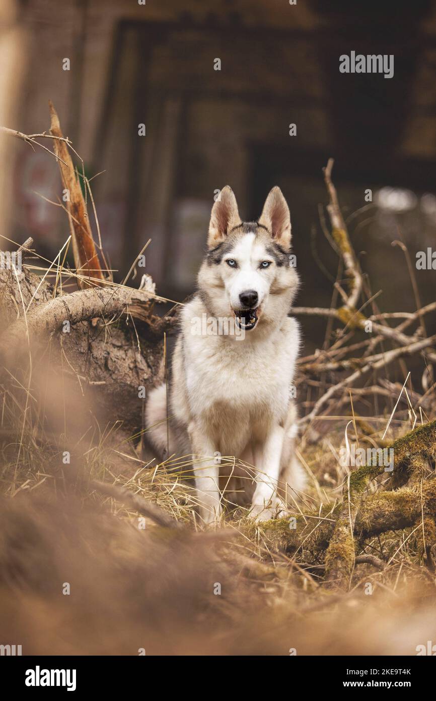 adult Siberian Husky Stock Photo - Alamy