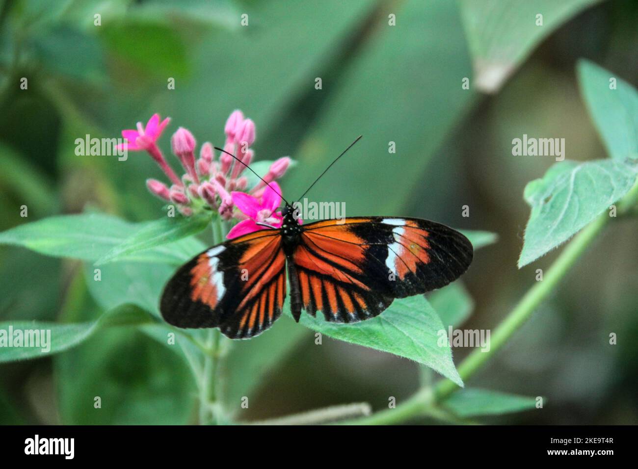 Postman butterfly heliconius melpomene hi-res stock photography and ...