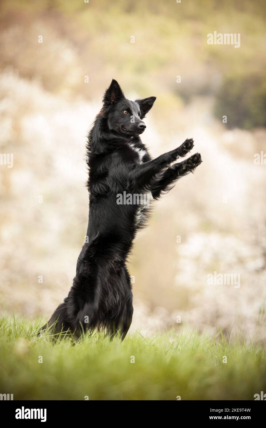 male Border Collie Stock Photo - Alamy