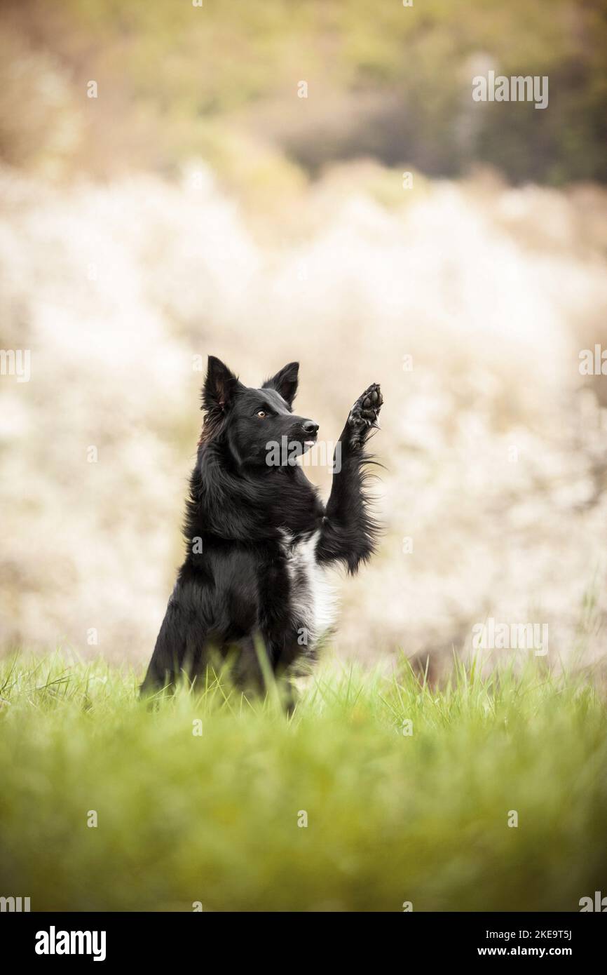 male Border Collie Stock Photo - Alamy