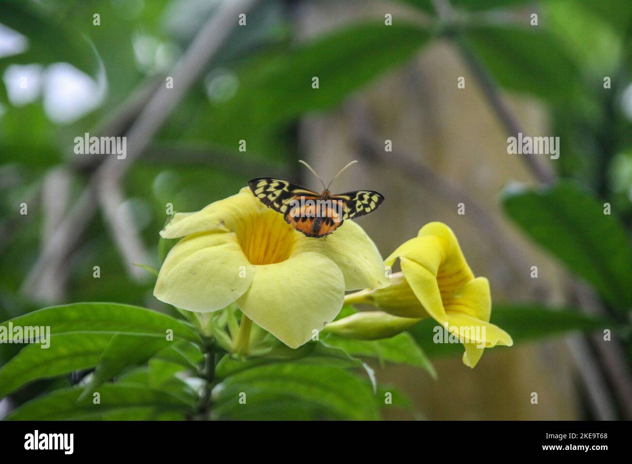 Monarch butterfly (Danaus plexippus) at the Mindo Mariposario Butterfly ...