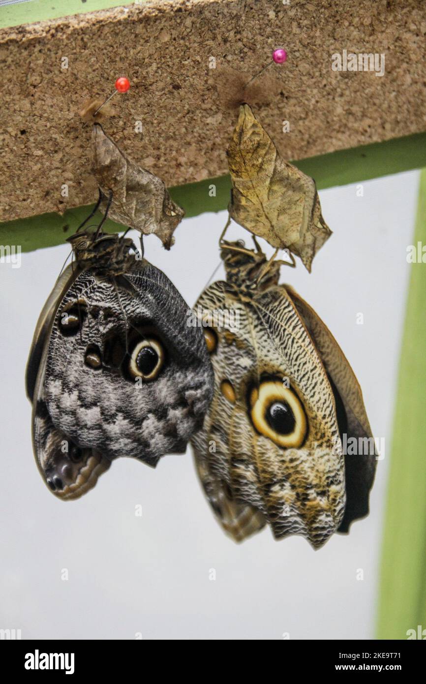 Giant owl butterfly at the Mindo Butterfly Farm, Mindo Valley, Ecuador ...