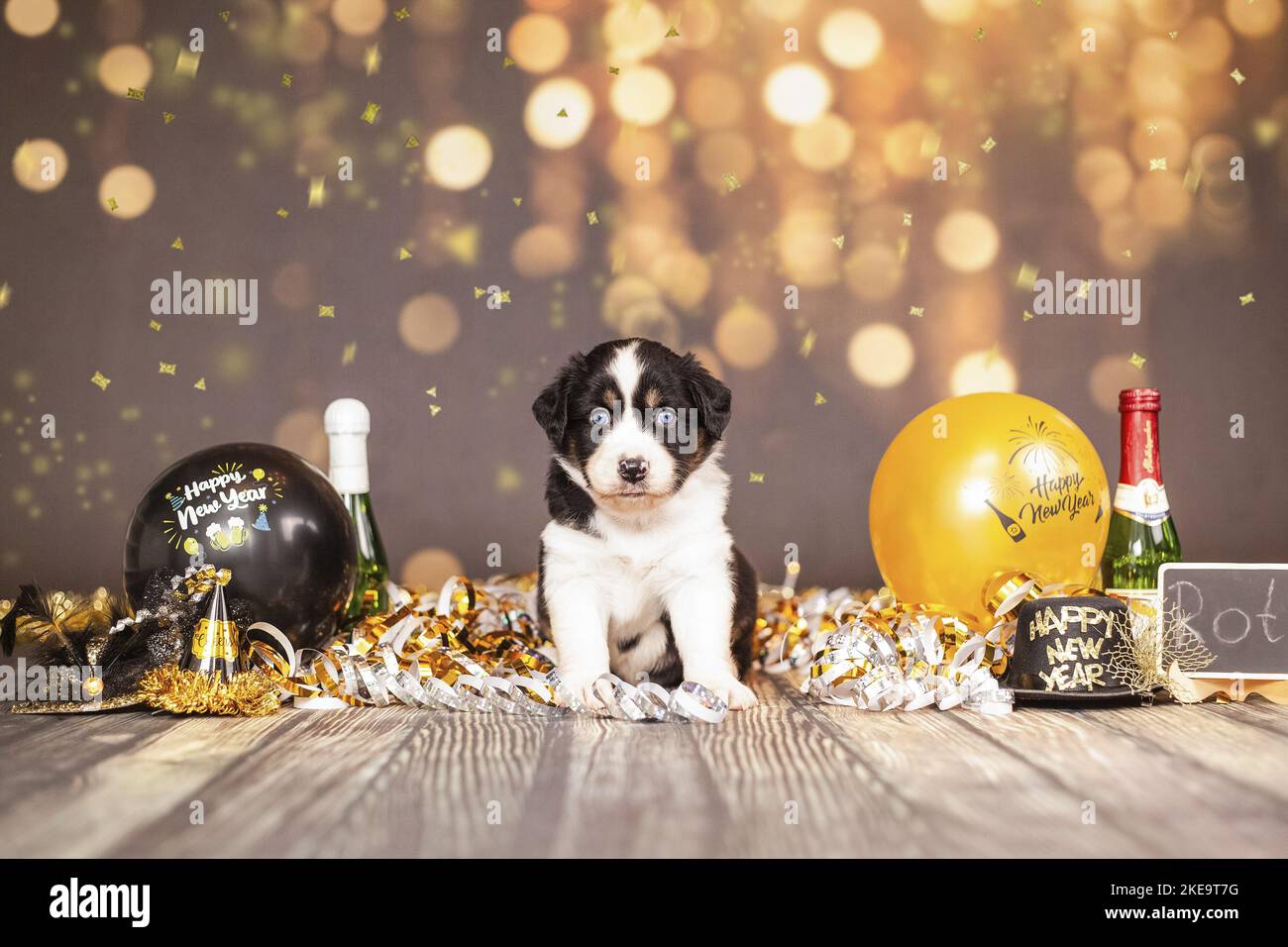 Confetti australian shepherd hi-res stock photography and images - Alamy