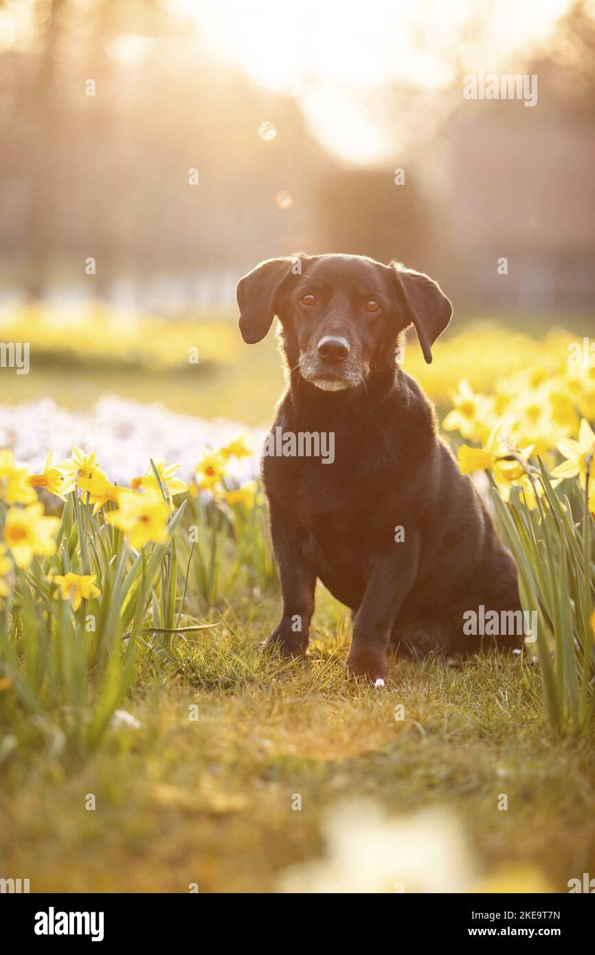 Elderly black labrador cross breed hi-res stock photography and images ...