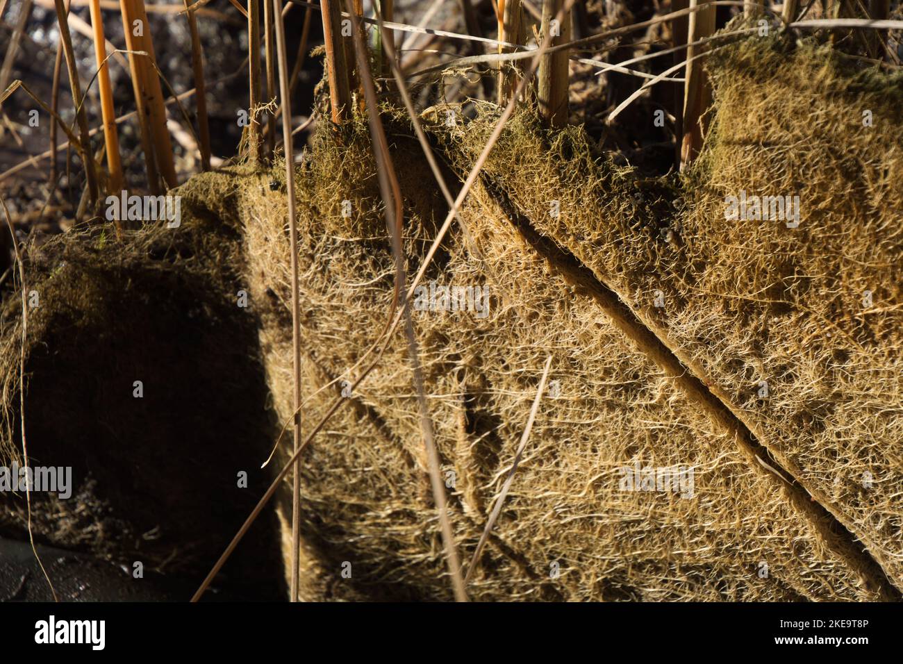 Close up of a root system in a drained pond Stock Photo - Alamy