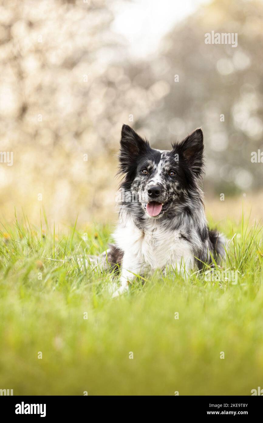 male Border Collie Stock Photo - Alamy