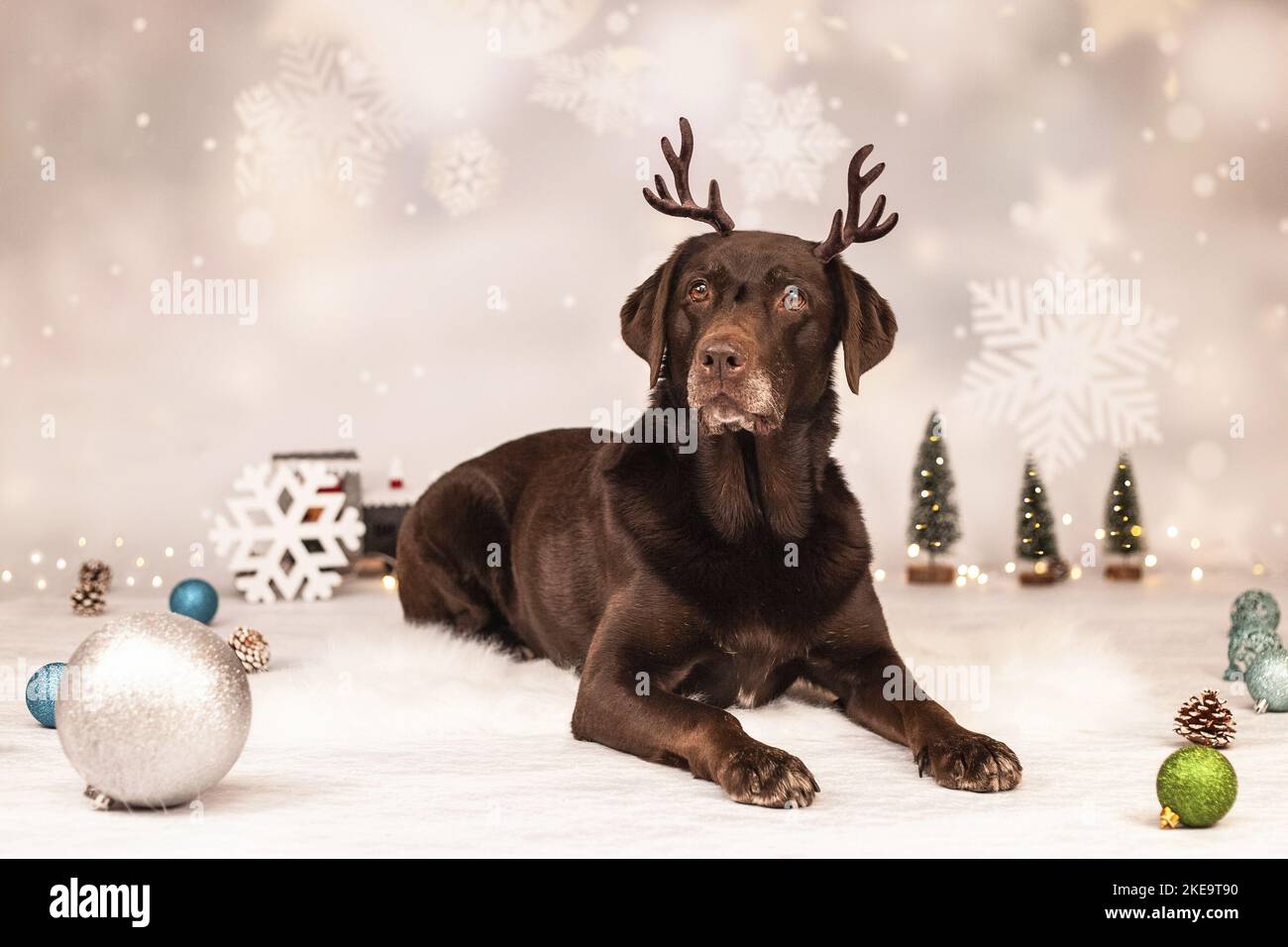 Labrador Retriever in studio Stock Photo - Alamy