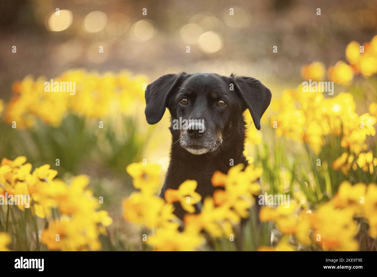 Elderly black labrador cross breed hi-res stock photography and images ...