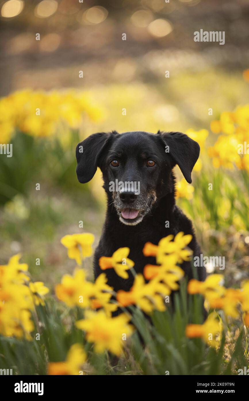 Elderly black labrador cross breed hi-res stock photography and images ...