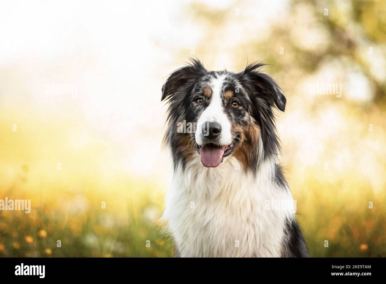 adult Australian Shepherd Stock Photo - Alamy