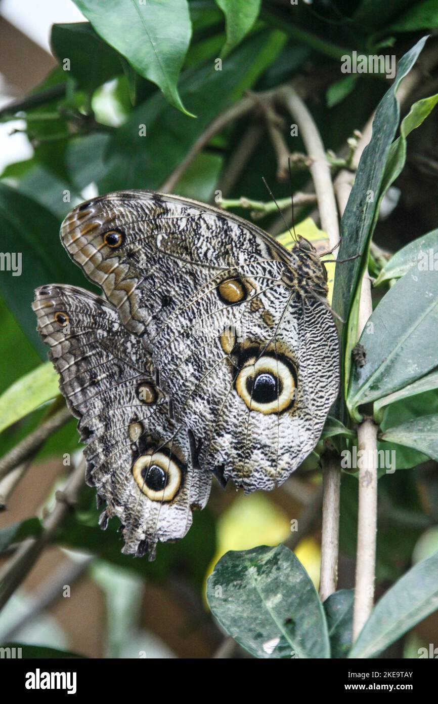 Giant owl butterfly at the Mindo Butterfly Farm, Mindo Valley, Ecuador ...