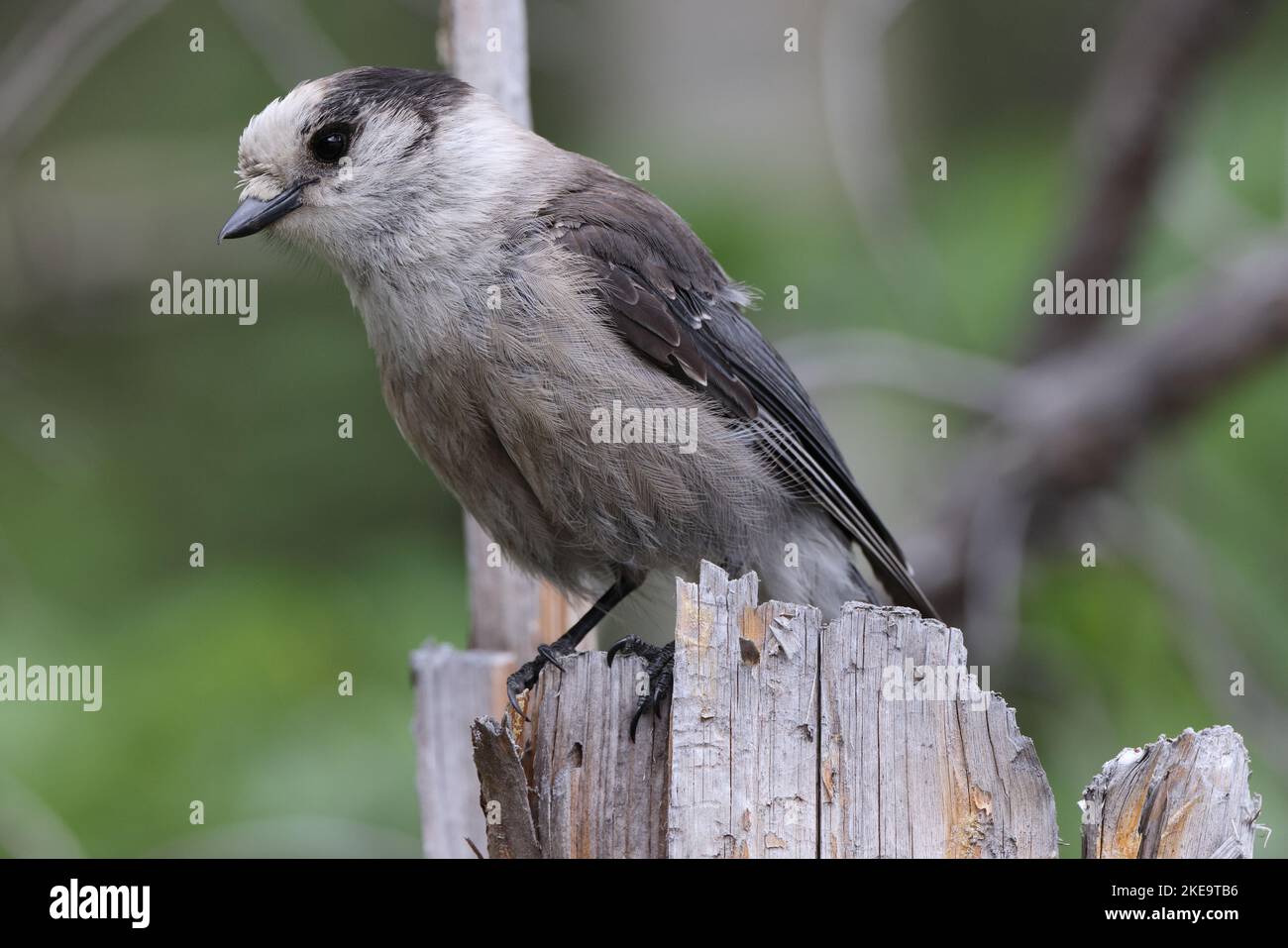 Gray Jay Perisoreus canadensis Banff-Nationalpark Kanada Stock Photo ...