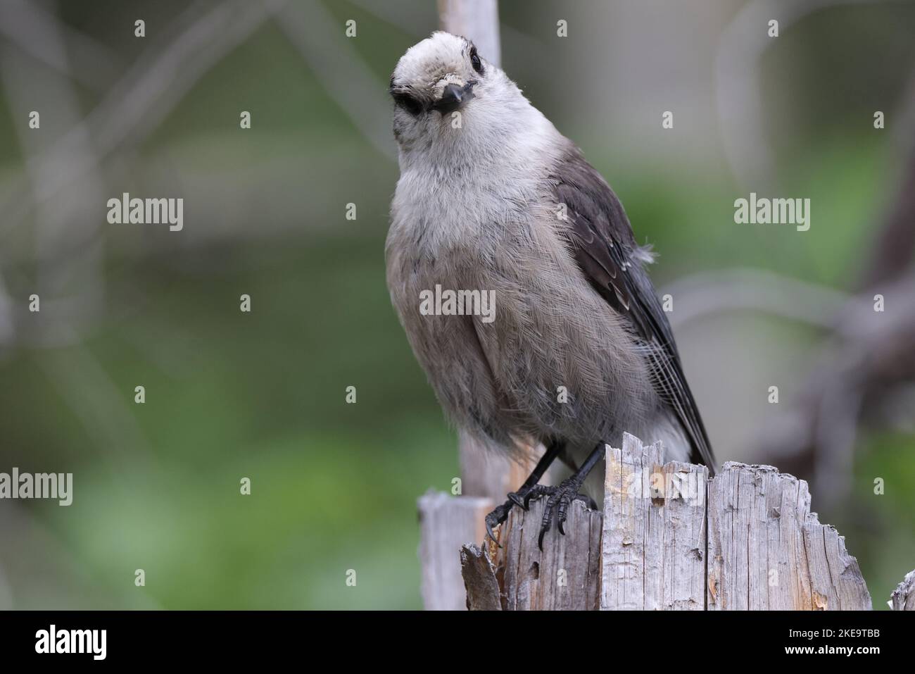 Gray Jay Perisoreus canadensis Banff-Nationalpark Kanada Stock Photo ...