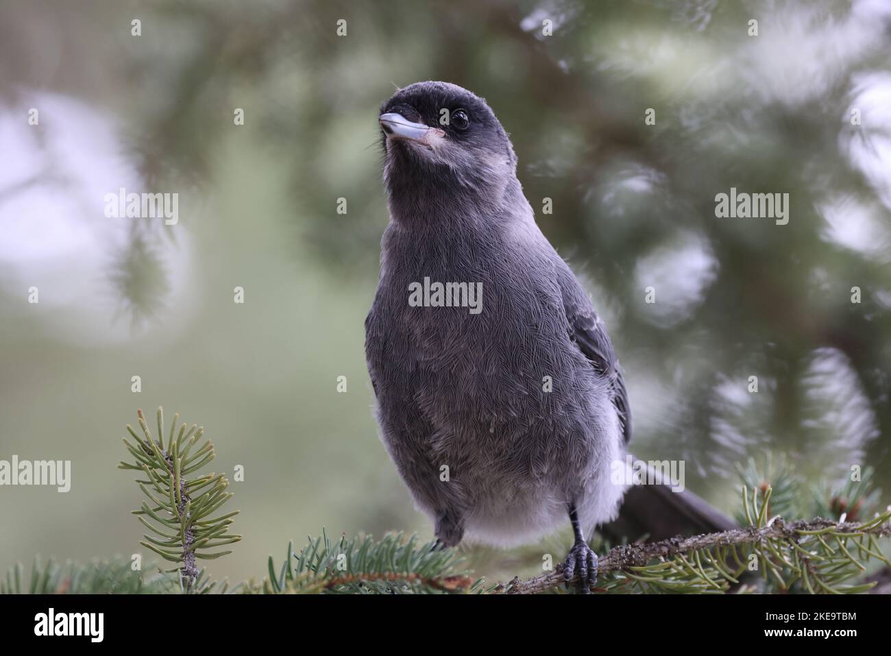 Gray Jay Perisoreus canadensis Banff-Nationalpark Kanada Stock Photo ...