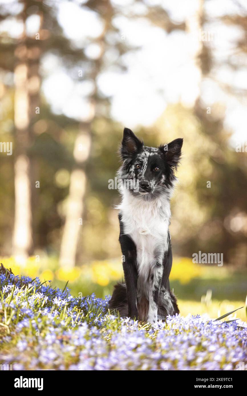 female Border Collie Stock Photo - Alamy