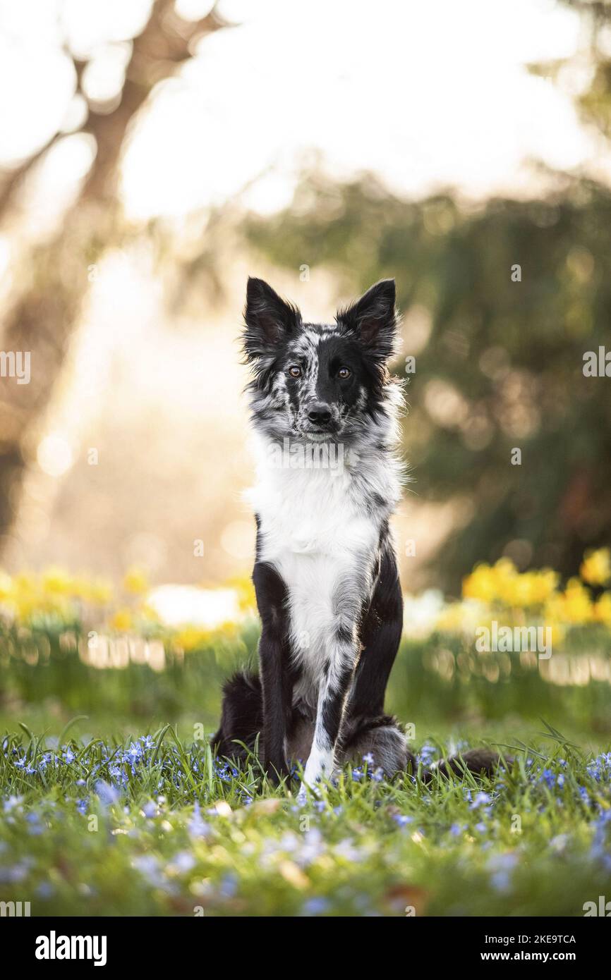 female Border Collie Stock Photo - Alamy