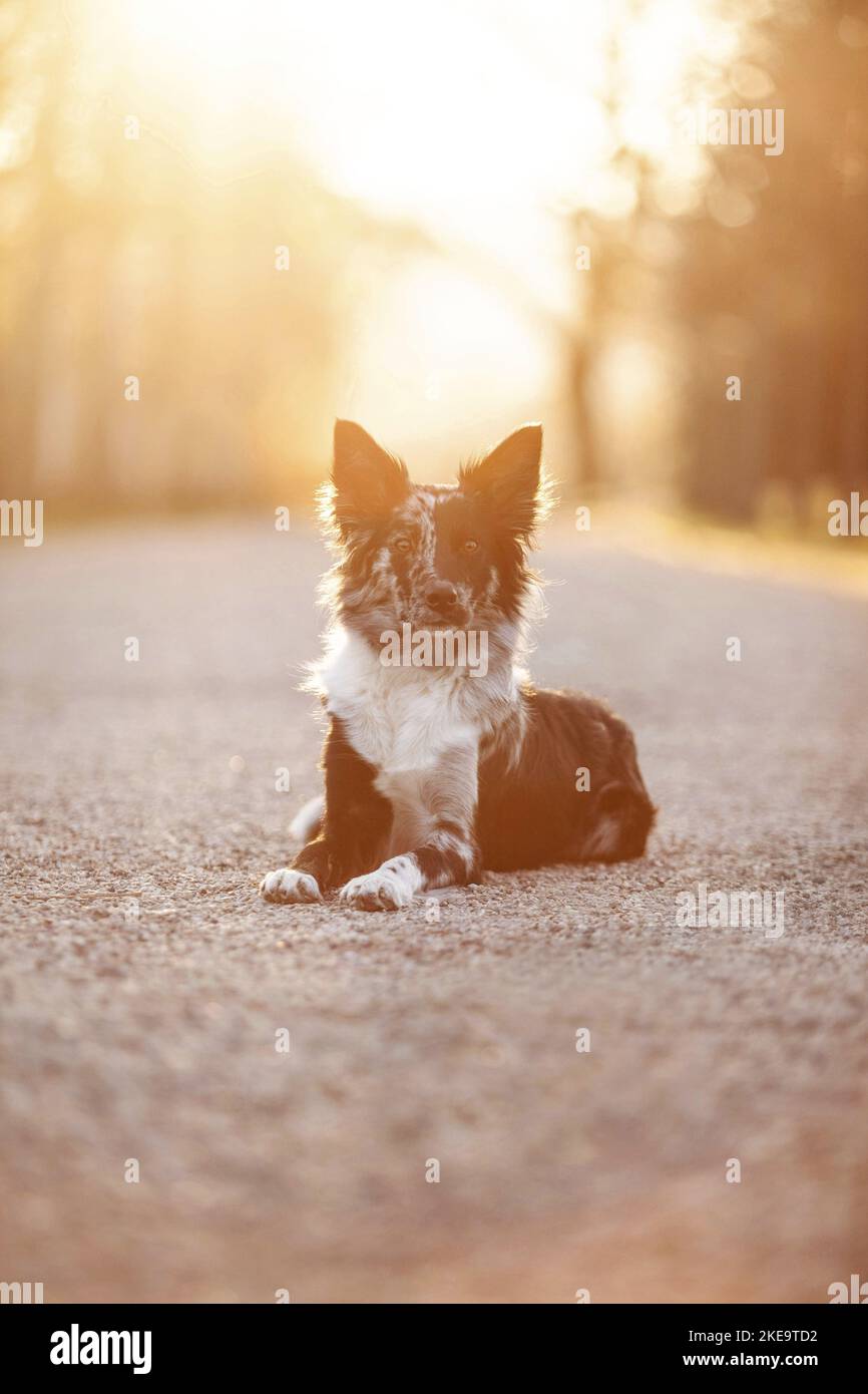 female Border Collie Stock Photo - Alamy