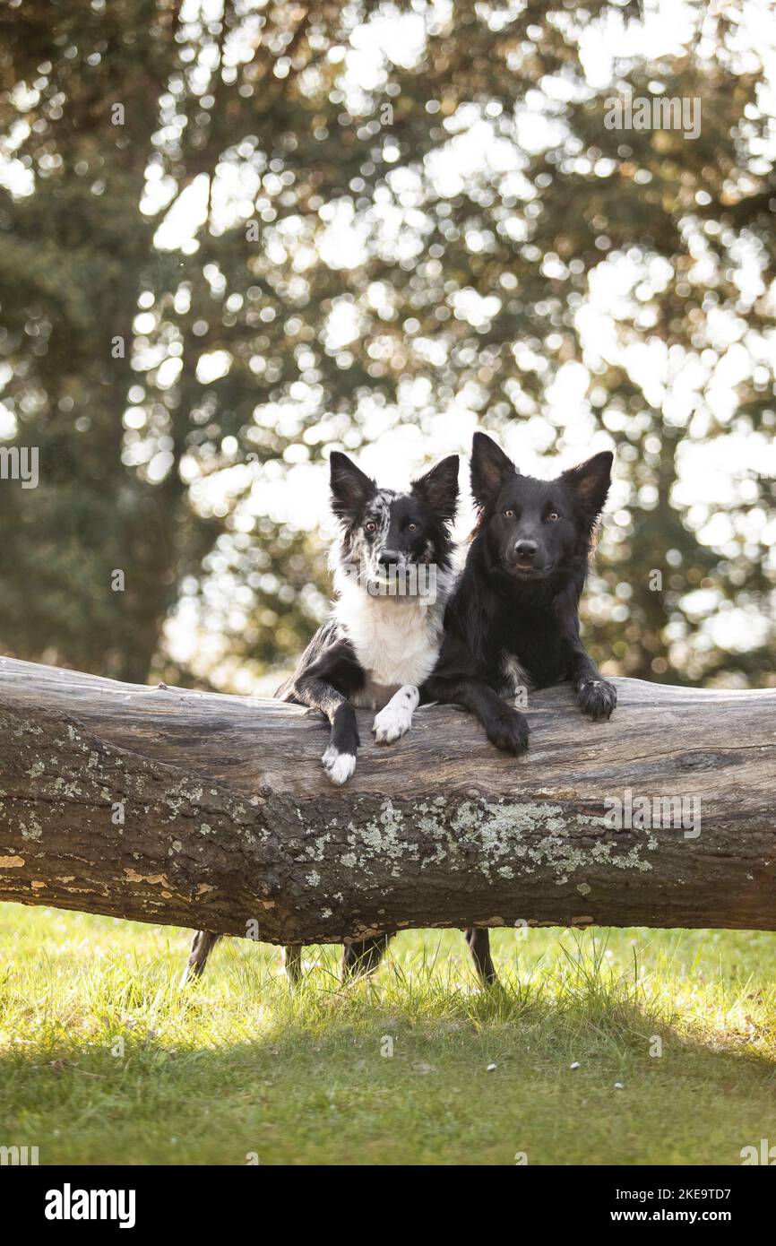 2 Border Collies Stock Photo - Alamy