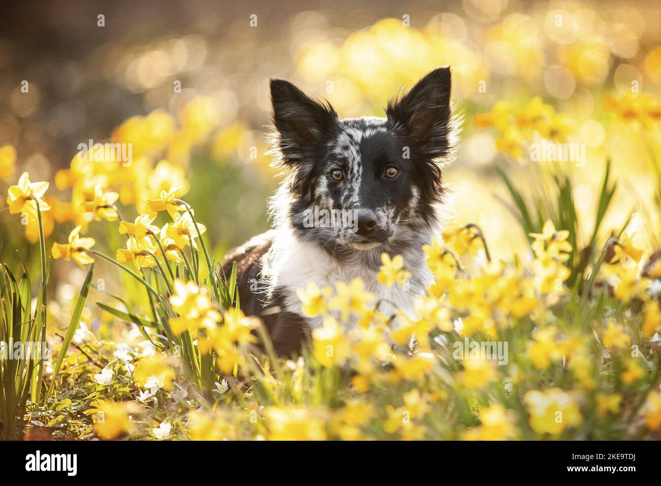 female Border Collie Stock Photo - Alamy