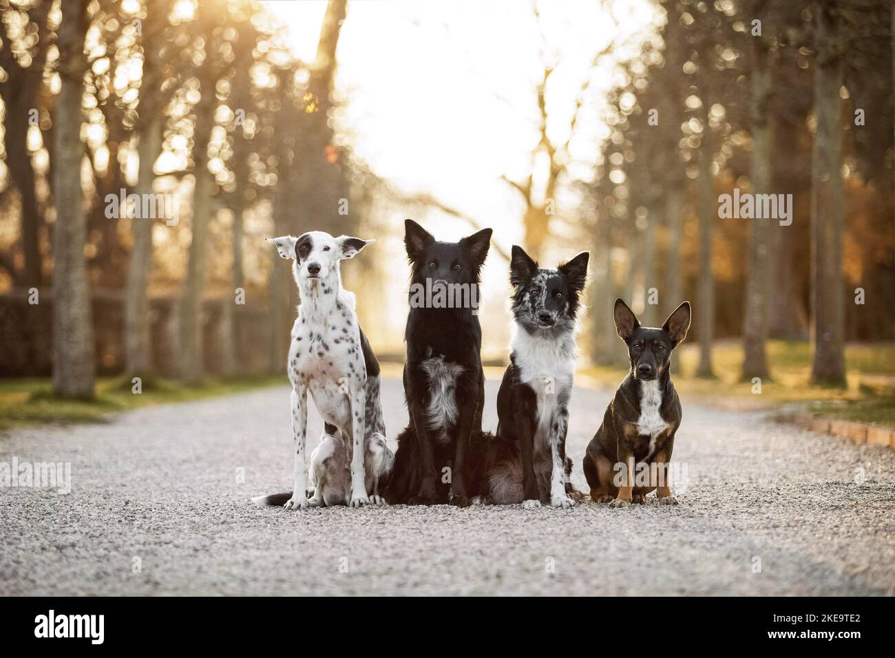 pack of dogs Stock Photo - Alamy