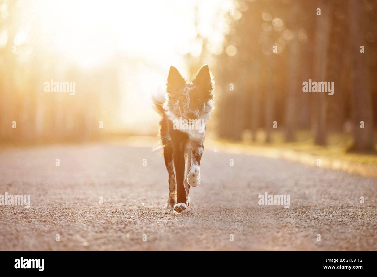 female Border Collie Stock Photo - Alamy