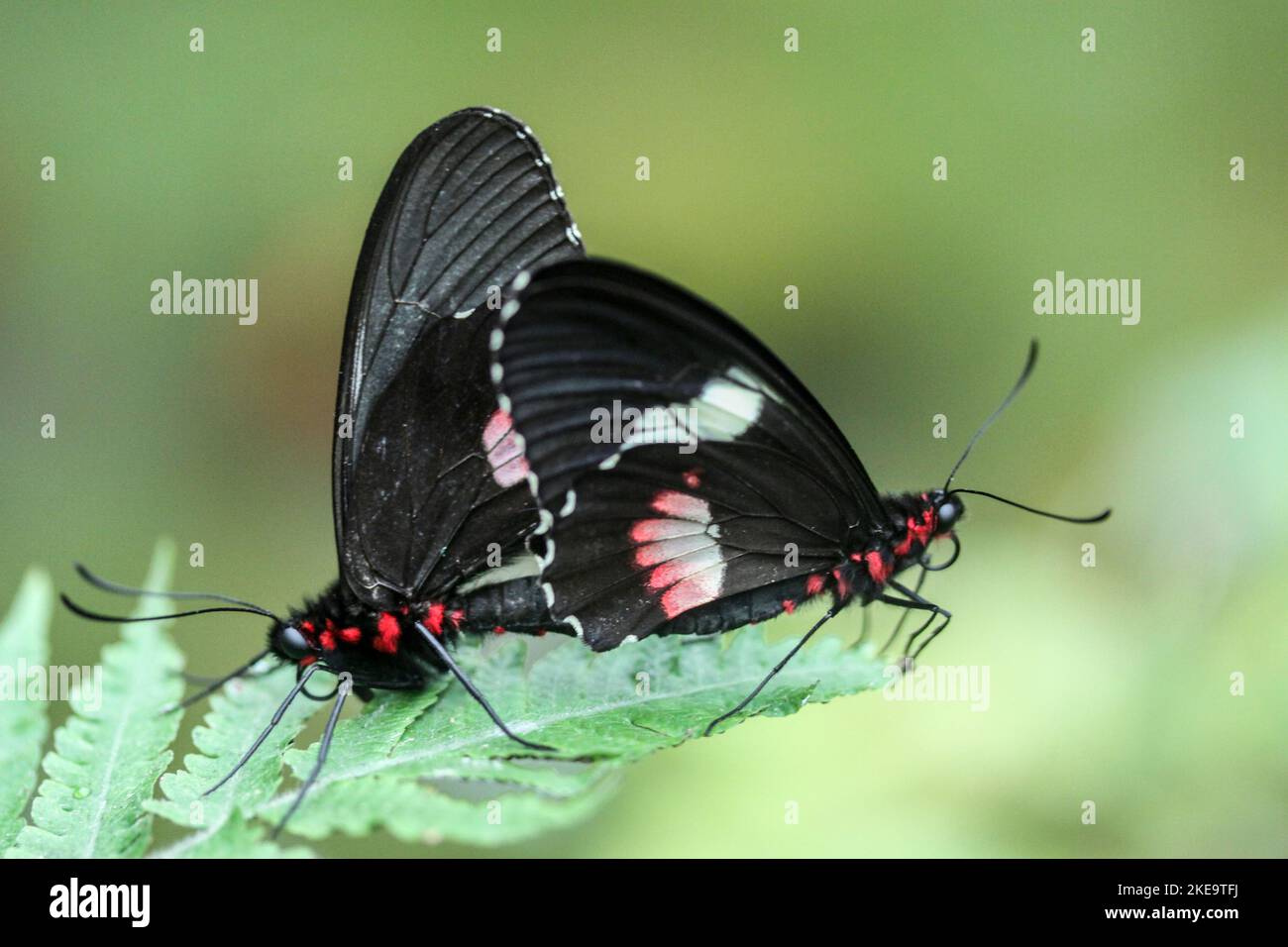 Cattleheart butterfly (Parides arcas) at the Mindo Mariposario ...