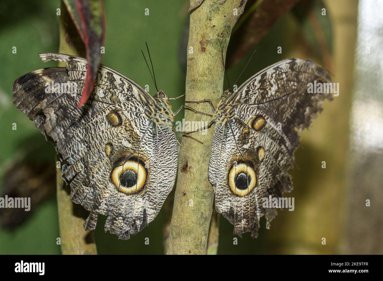 Giant owl butterfly at the Mindo Butterfly Farm, Mindo Valley, Ecuador ...