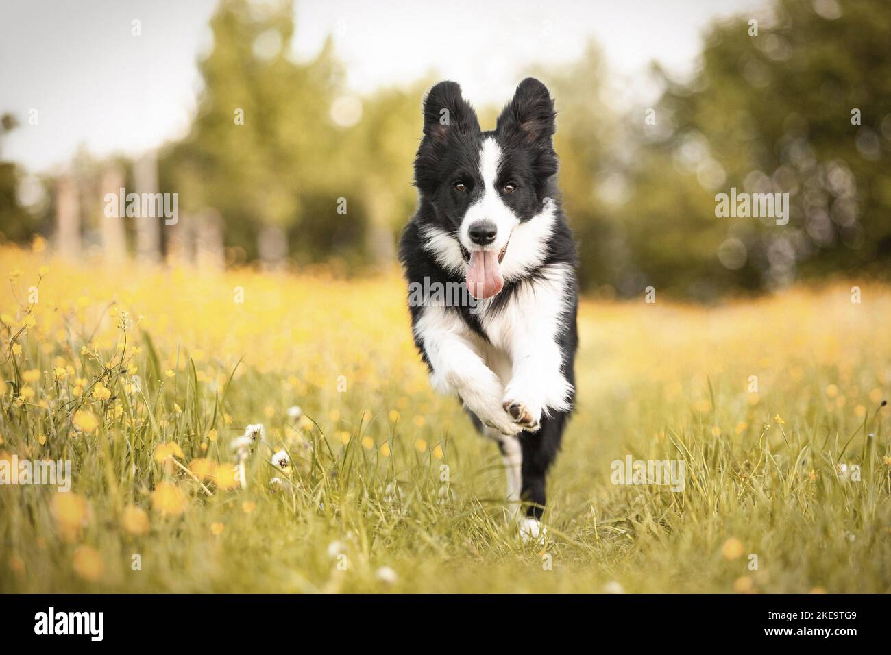 male Border Collie Stock Photo - Alamy