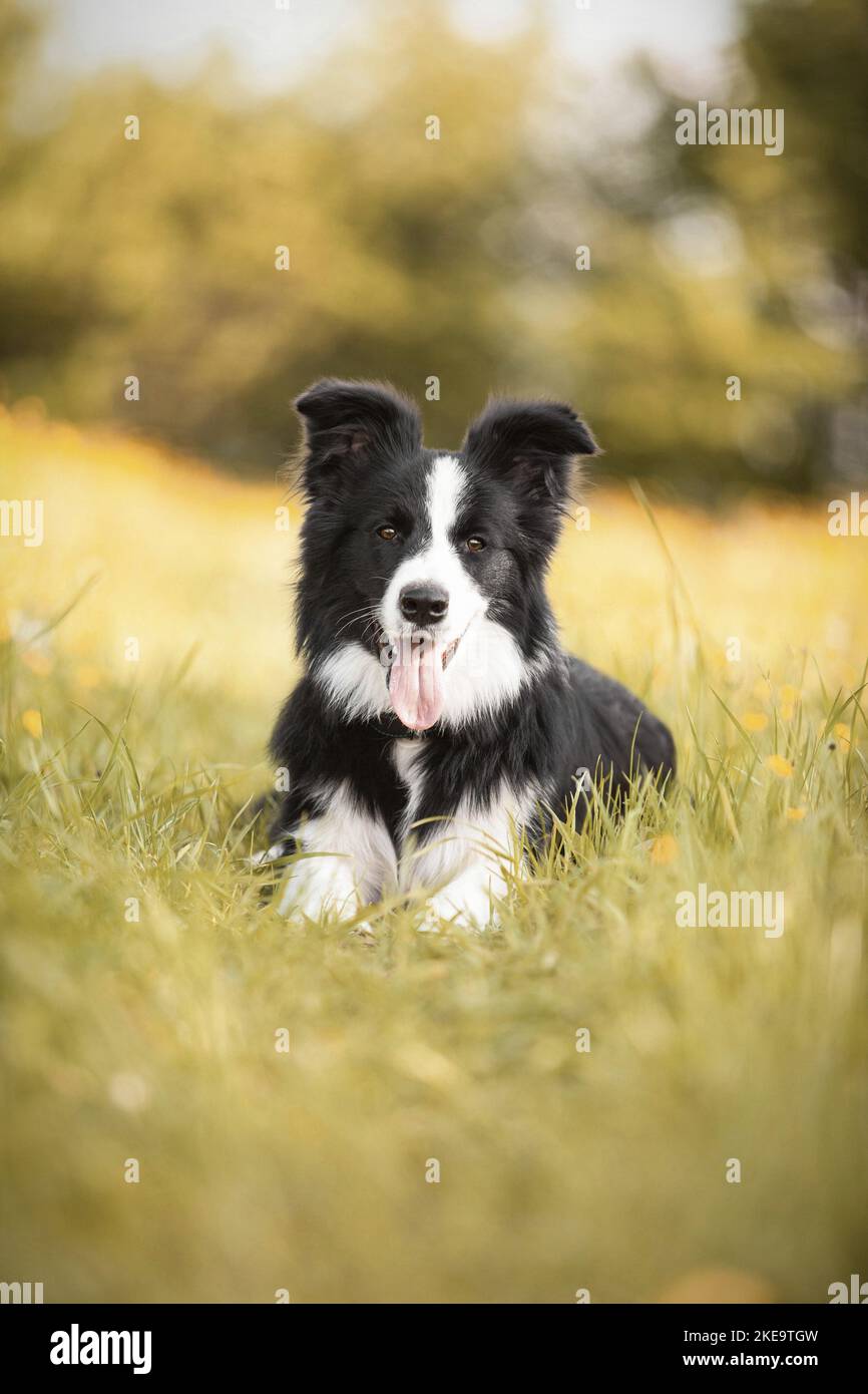 male Border Collie Stock Photo - Alamy