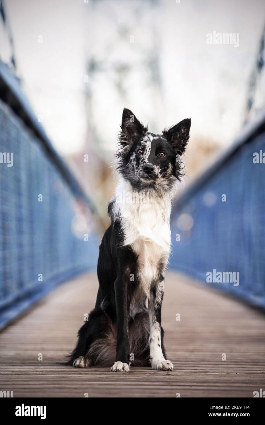 female Border Collie Stock Photo - Alamy