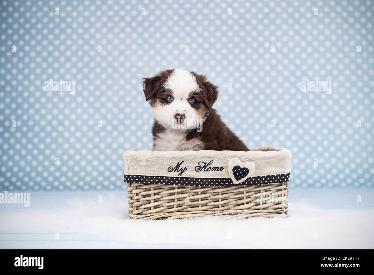 Miniature American Shepherd Puppy, HG-gepunktet, bg-spotted, bg-dotted ...