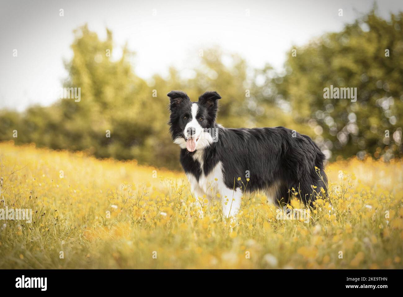 male Border Collie Stock Photo - Alamy