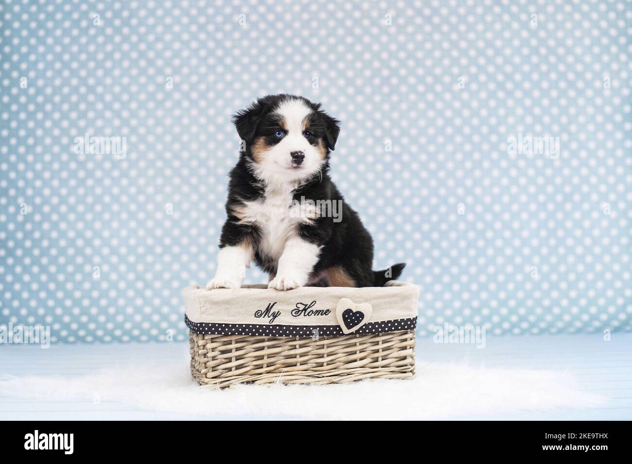 Miniature American Shepherd Puppy Stock Photo - Alamy