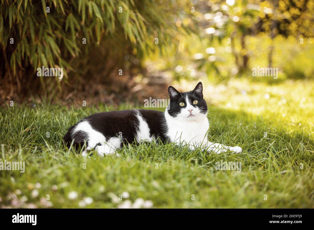 Black and white tomcat hi-res stock photography and images - Alamy