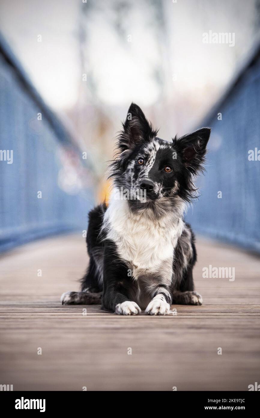 female Border Collie Stock Photo - Alamy