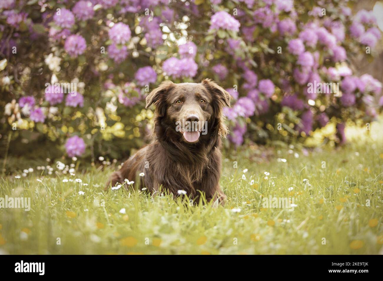 Australian long coated hi-res stock photography and images - Alamy