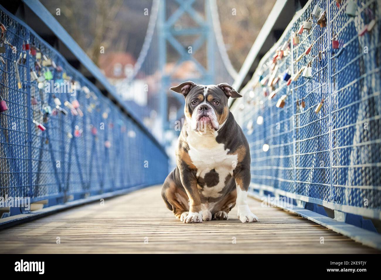 Olde English Bulldog on bridge Stock Photo - Alamy