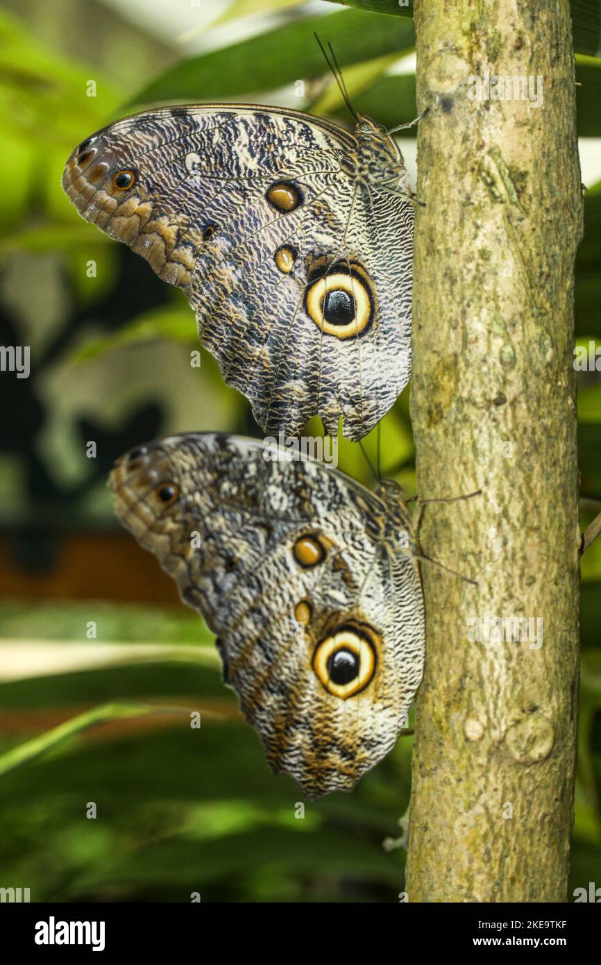 Giant owl butterfly at the Mindo Butterfly Farm, Mindo Valley, Ecuador ...