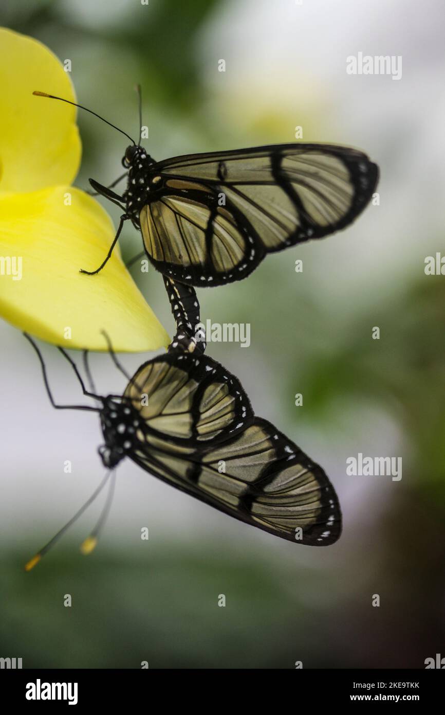 Spotted Glass Wing butterfly (Metona grandiosa) at the Mindo ...