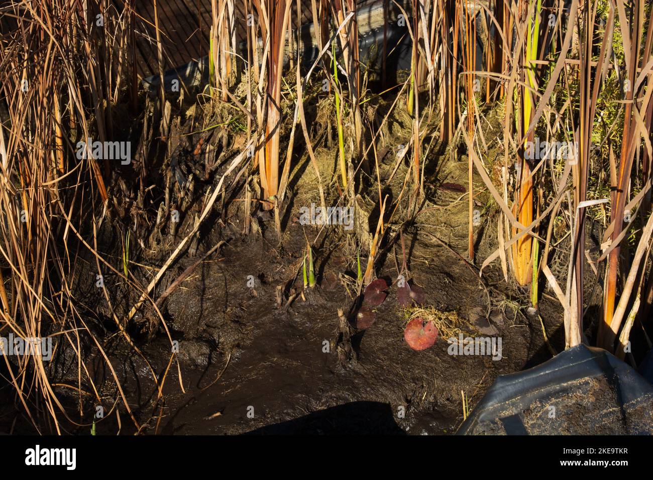 small drained pond with muddy bottom and old aquatic plants Stock Photo ...