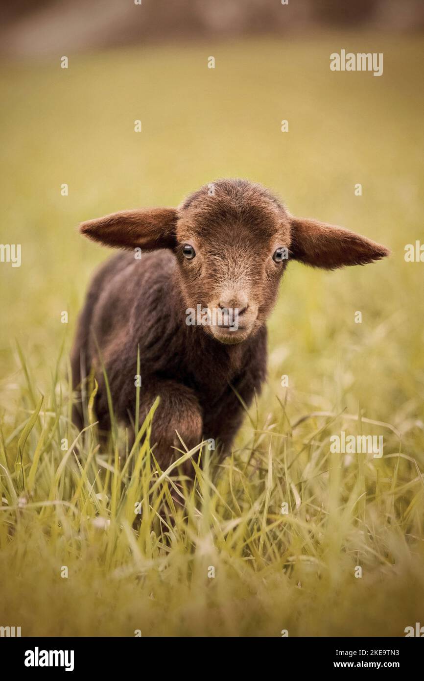 Fox sheep hi-res stock photography and images - Alamy