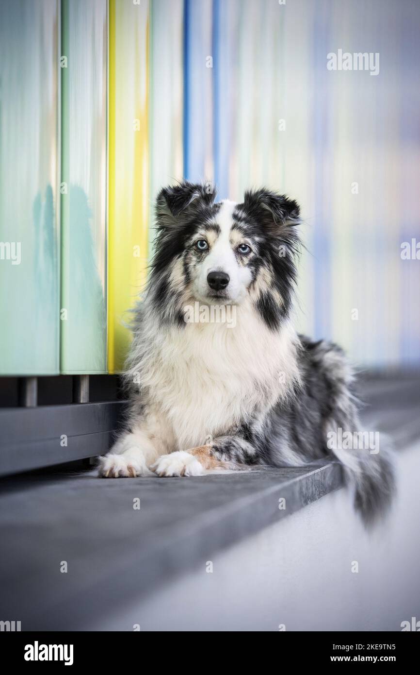 blue-merle Miniature Australian Shepherd Stock Photo - Alamy