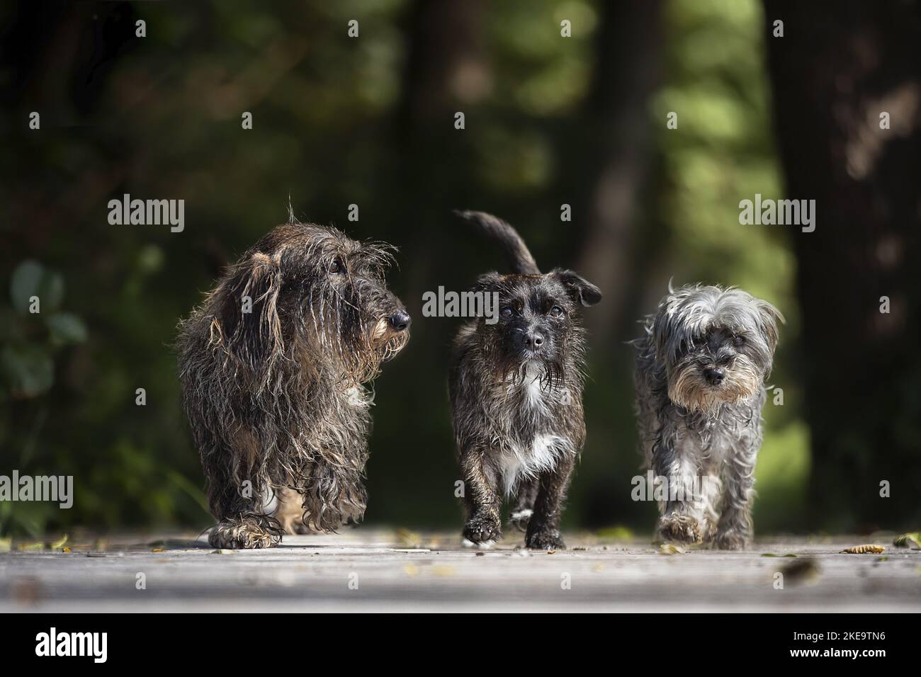Long eared dogs hi-res stock photography and images - Alamy