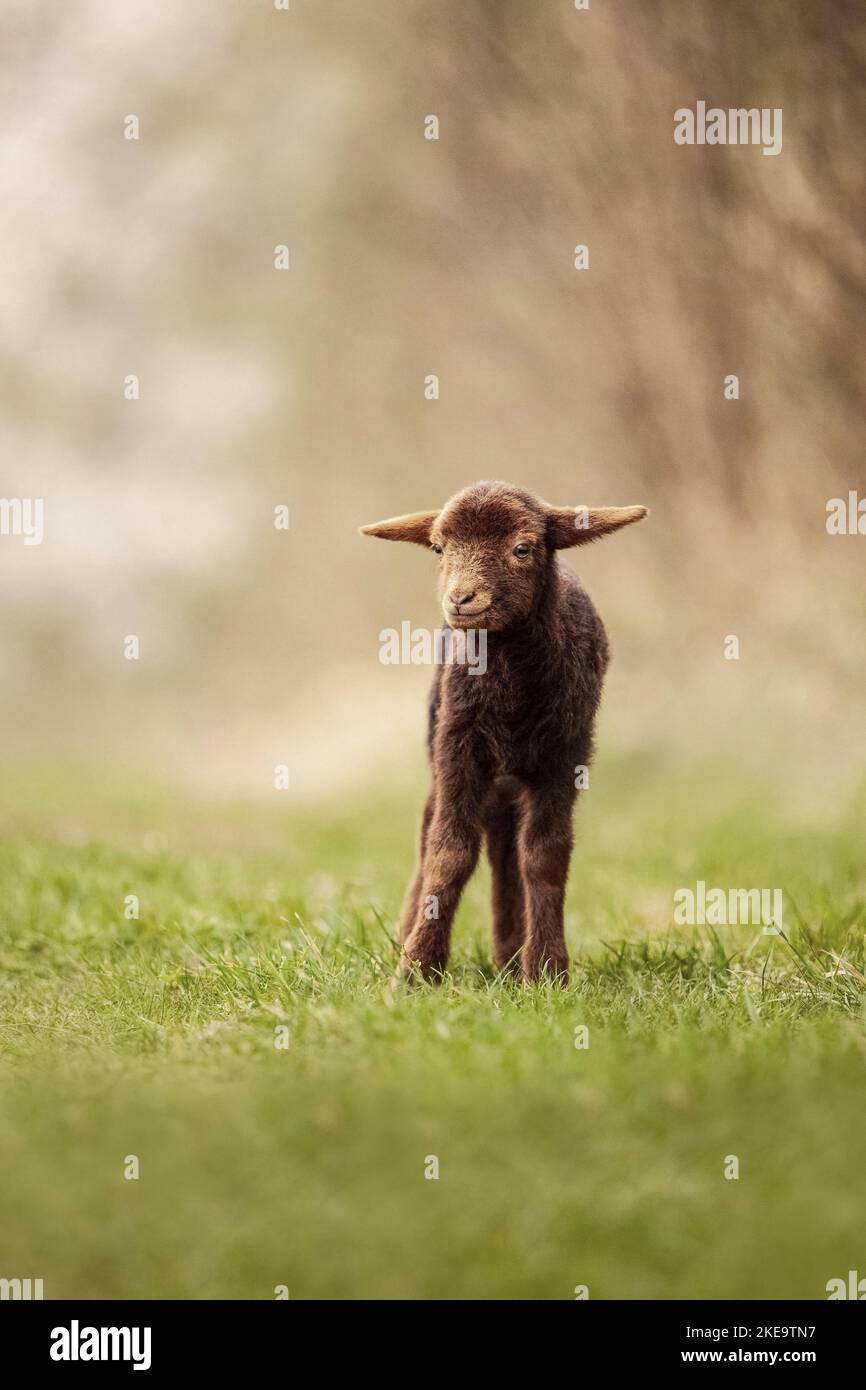 Coburg Fox Sheep Lamb Stock Photo - Alamy