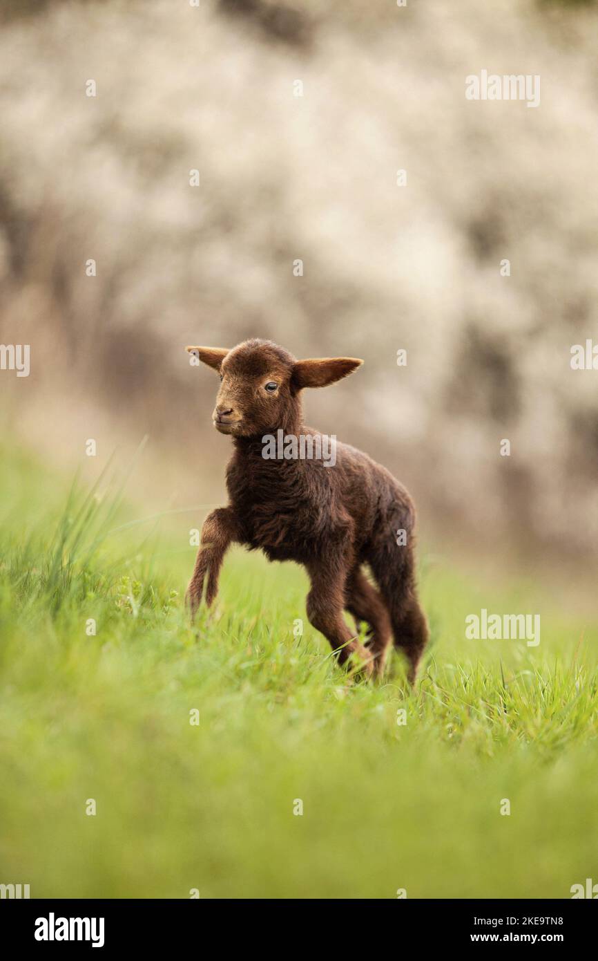 Coburg Fox Sheep Lamb Stock Photo - Alamy