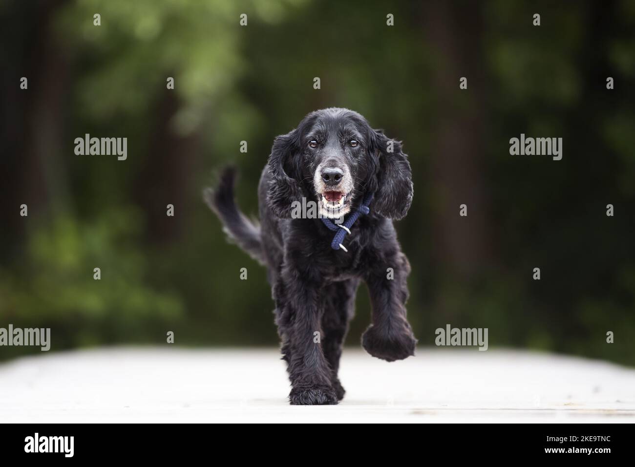 Old english cocker spaniel hi-res stock photography and images - Alamy