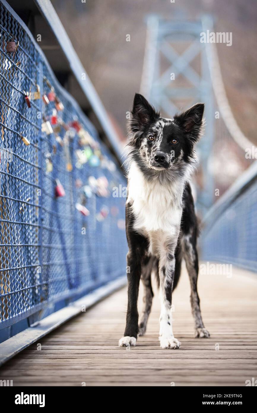 female Border Collie Stock Photo - Alamy