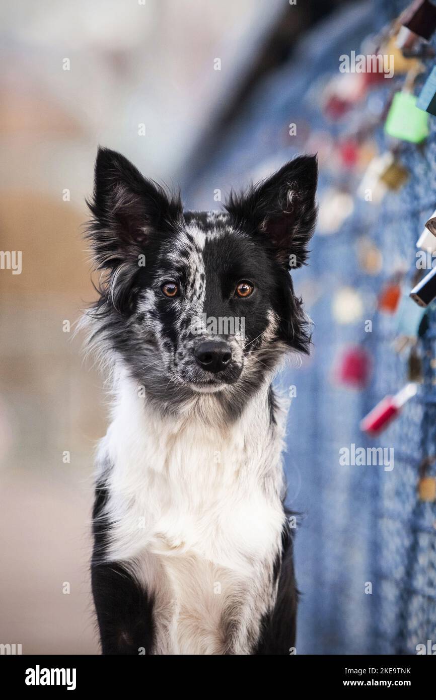 female Border Collie Stock Photo - Alamy